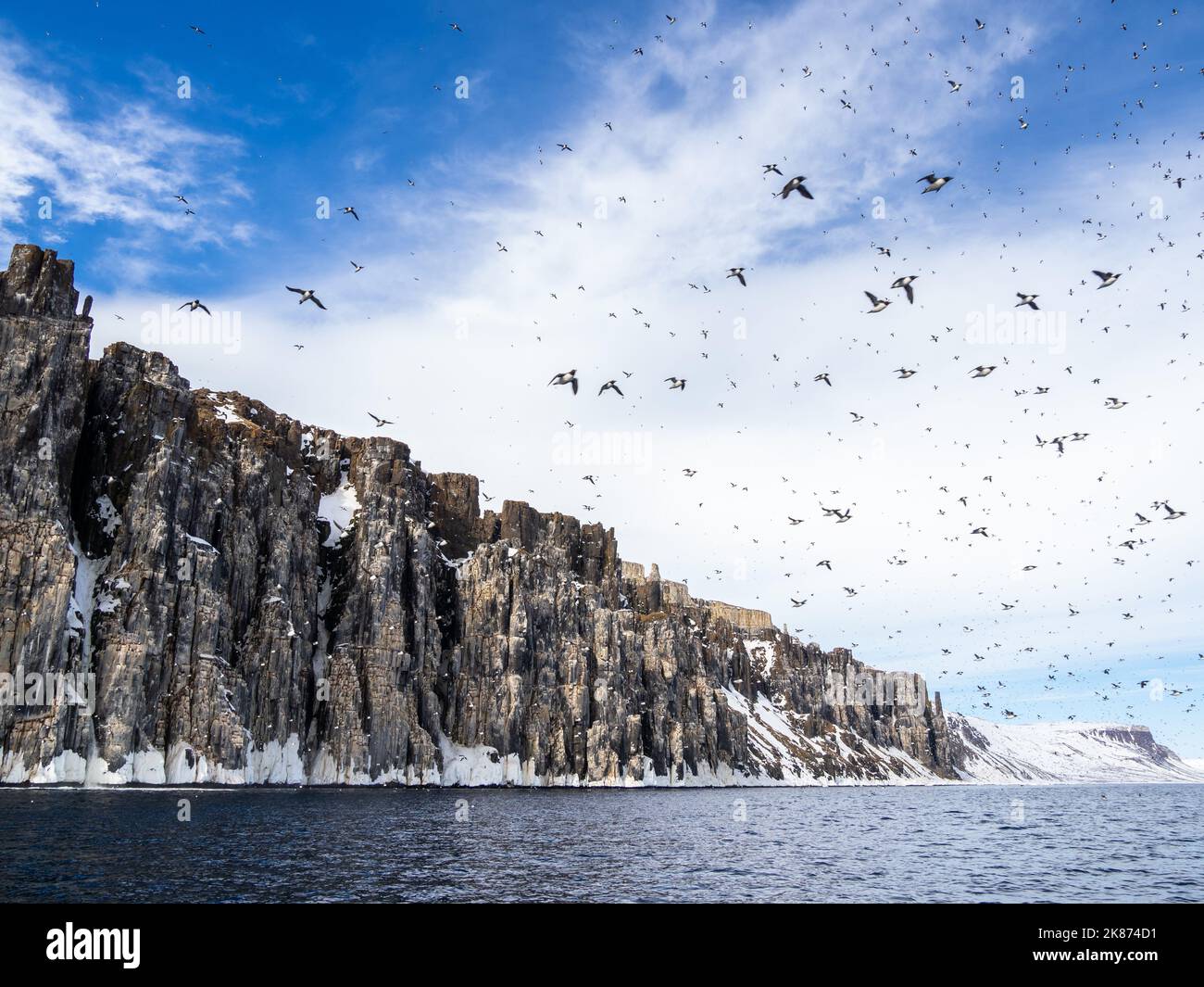 Adult Brunnich's guillemots (Uria lomvia) taking flight after a snow ...