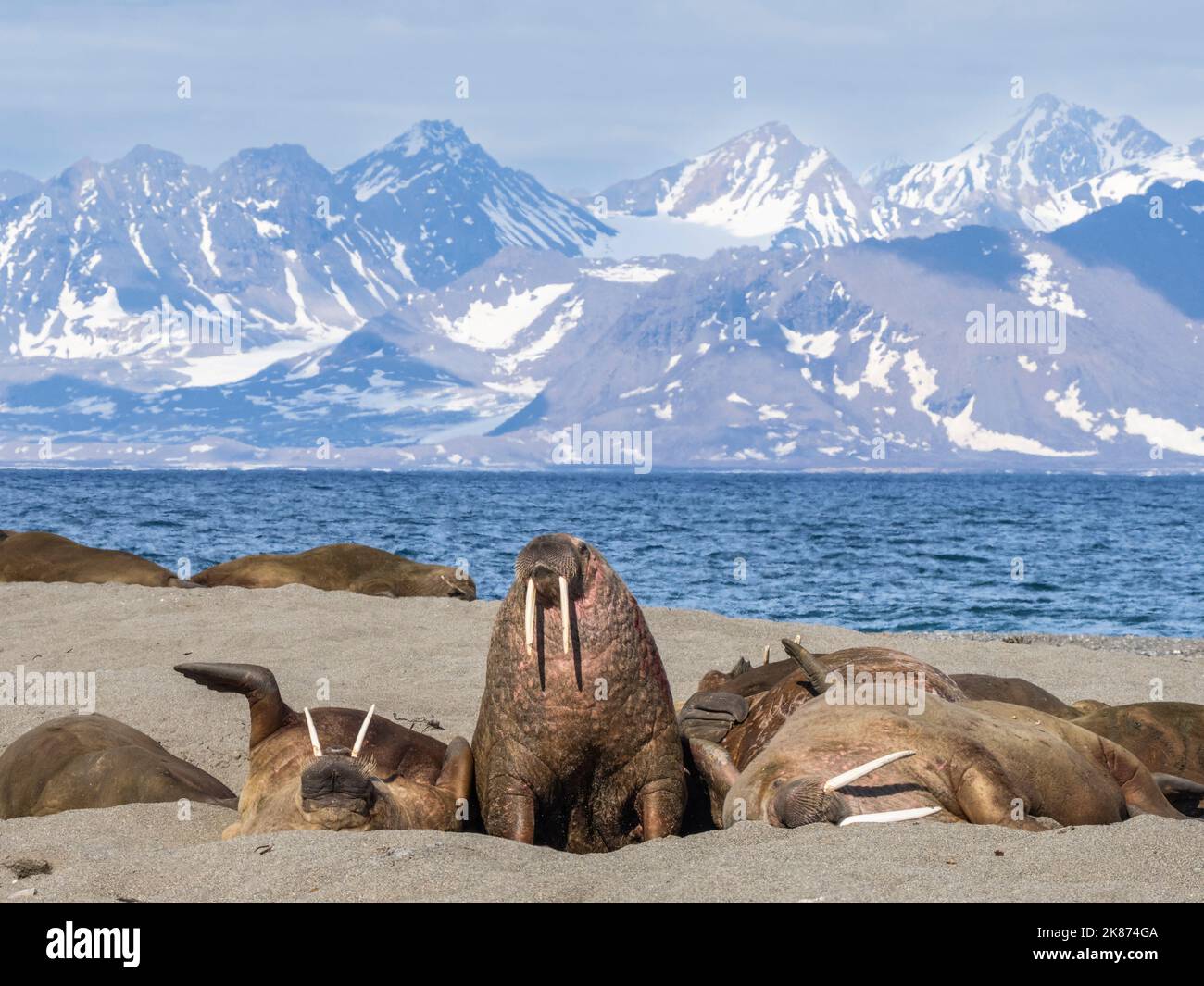 Adult male walruses (Odobenus rosmarus) hauled out on the beach at ...