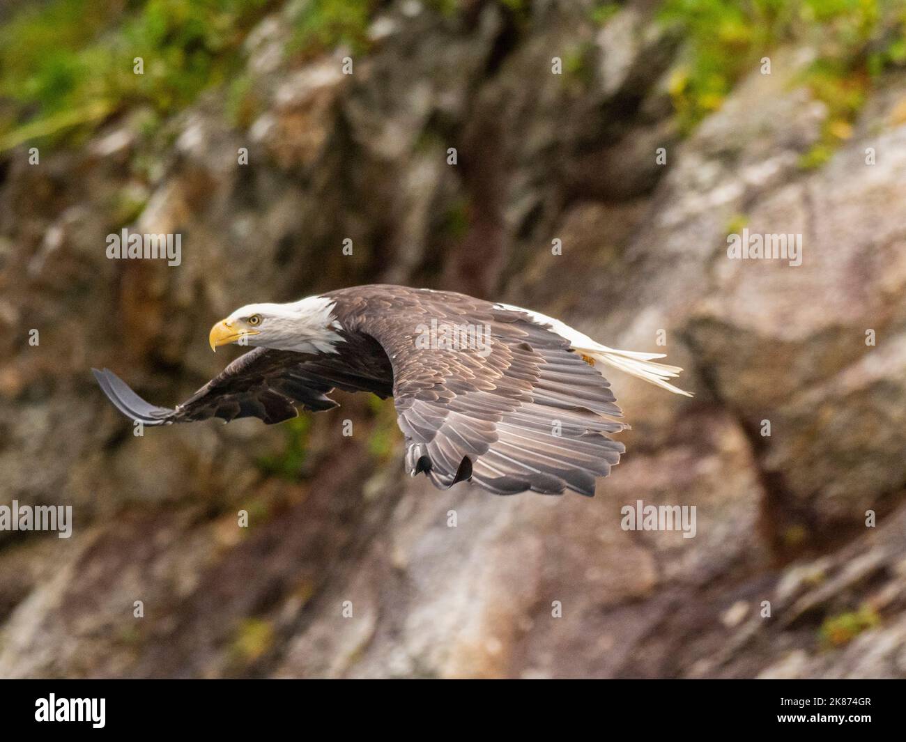 An adult bald eagle (Haliaeetus leucocephalus) taking flight from a ...
