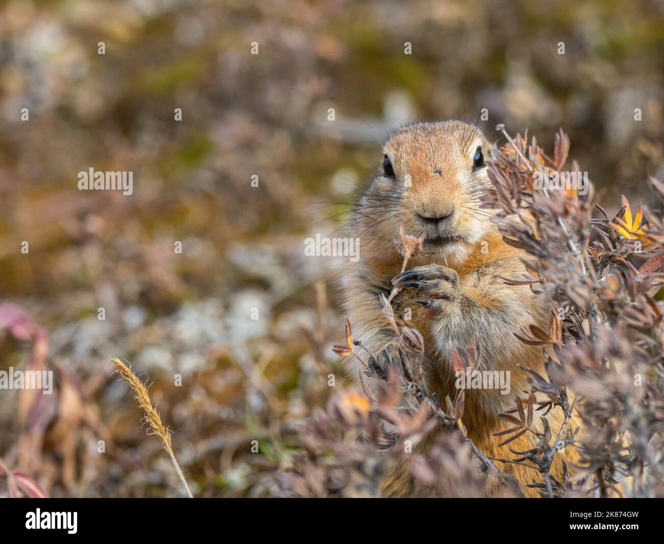 Arctic ground squirrel hi-res stock photography and images - Alamy