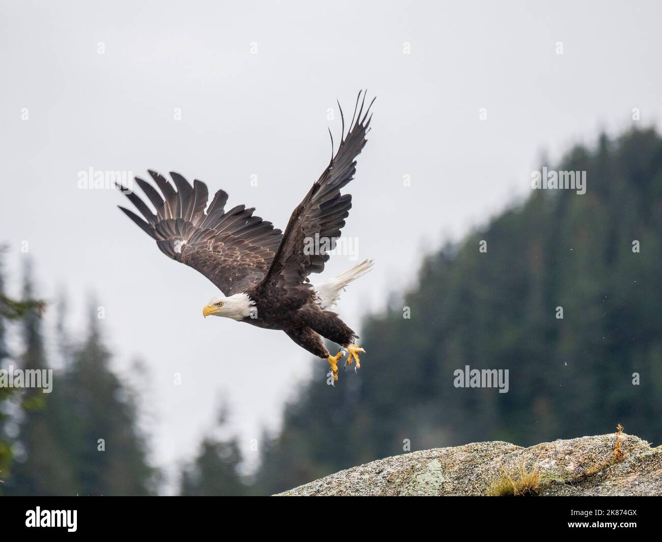 An adult bald eagle (Haliaeetus leucocephalus) taking flight from a ... An adult bald eagle (Haliaeetus leucocephalus) taking flight from a ...
