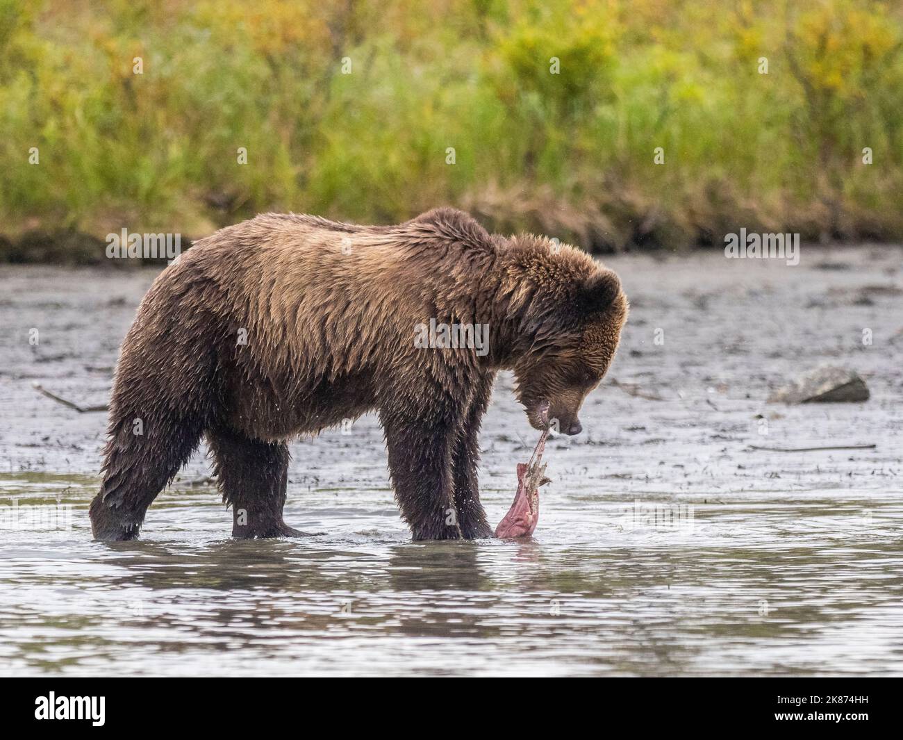 A young brown bear (Ursus arctos) with a dead salmon at Lake Clark ...