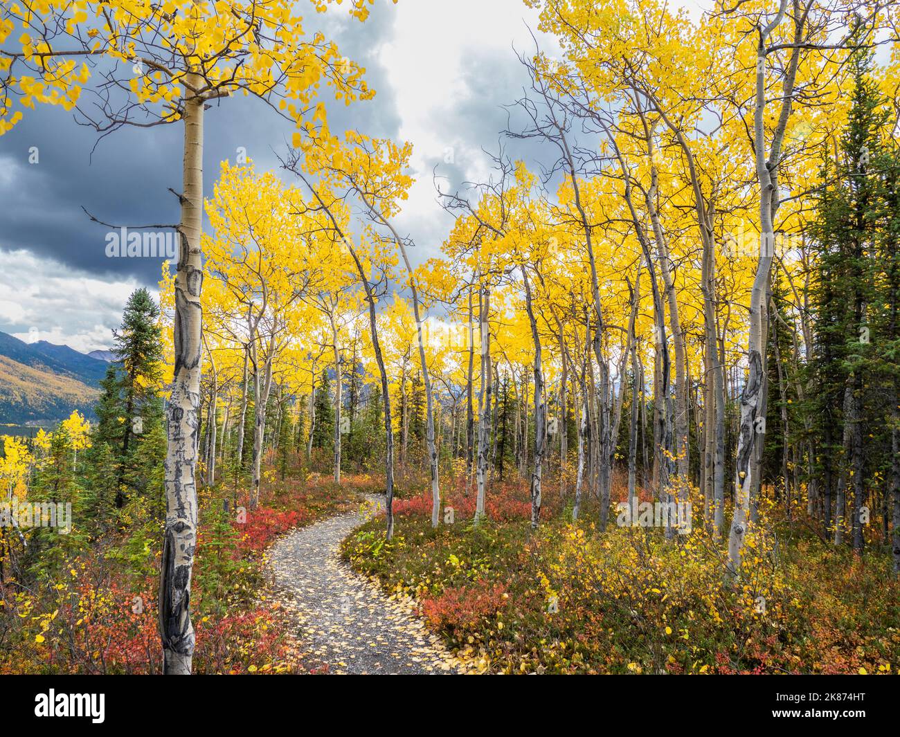 Fall color change amongst the trees and shrubs on the Rock Creek Trail ...