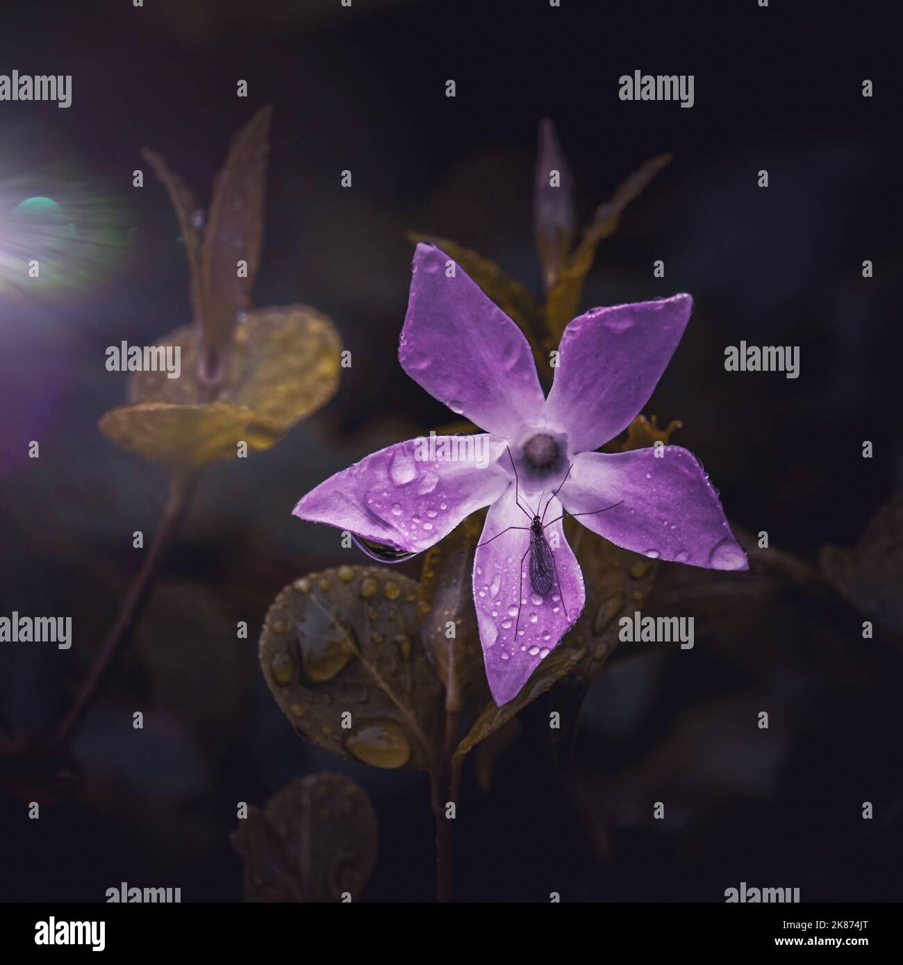 Vinca major plant hi-res stock photography and images - Alamy