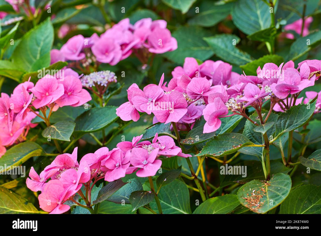 Beautiful flowers from my garden. A series of beautiful garden photos ...