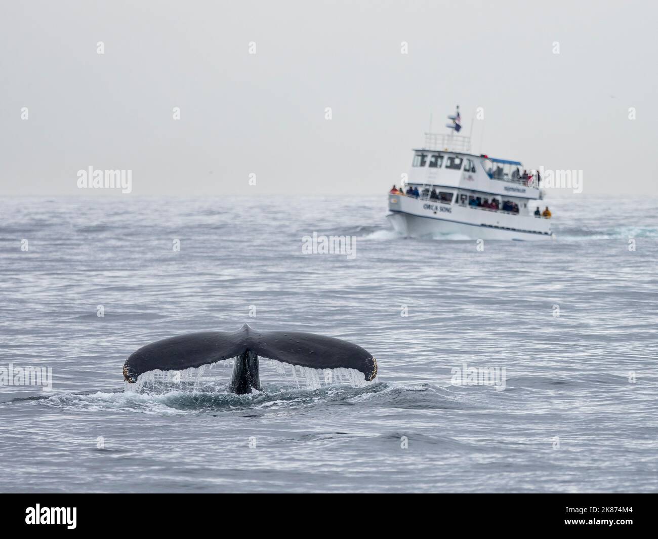 An adult humpback whale (Megaptera novaeangliae), flukes-up dive near ...