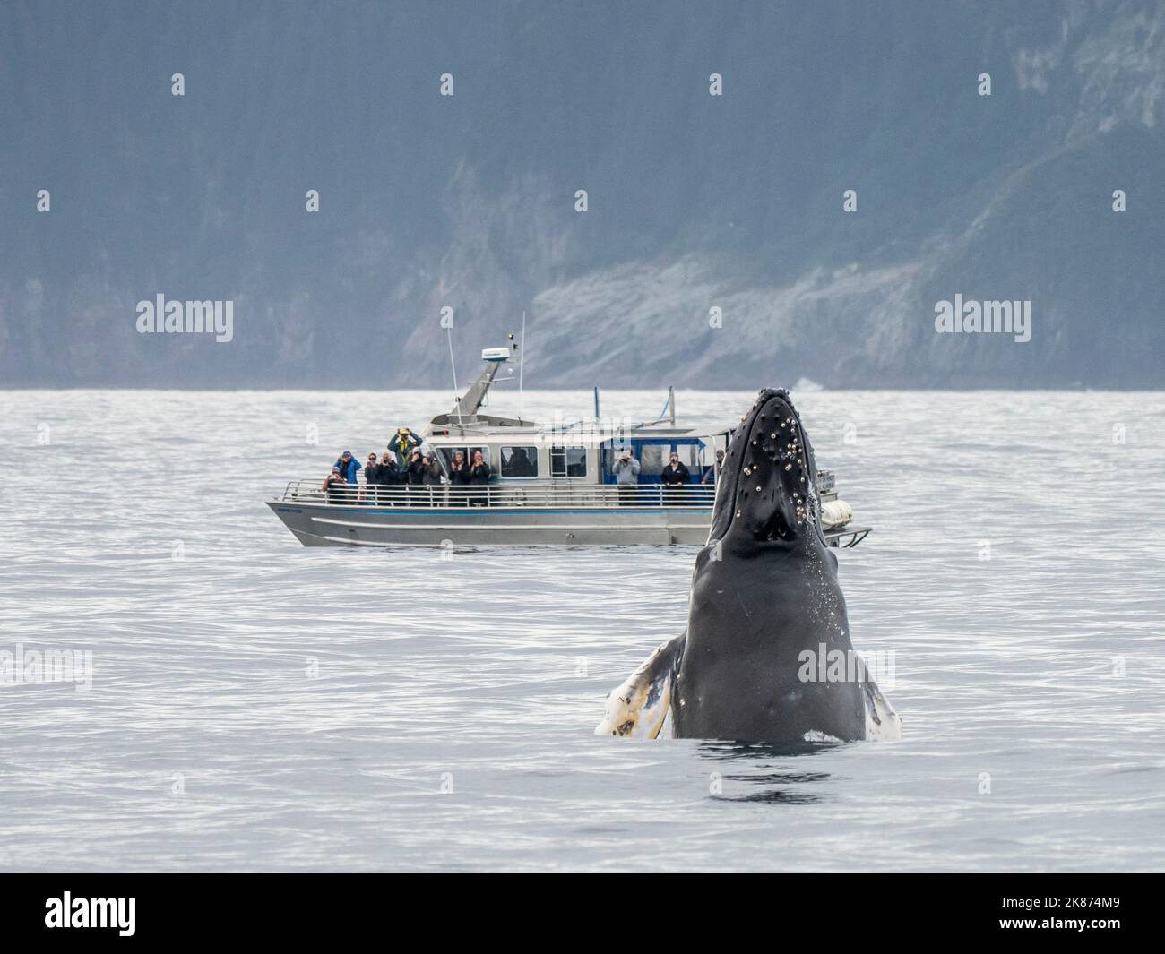 Whale Breaching On Boat