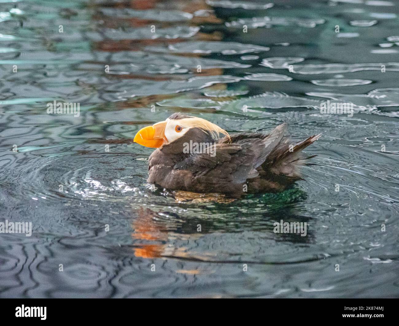 An adult tufted puffin (Fratercula cirrhata) bathing in the ocean in ...