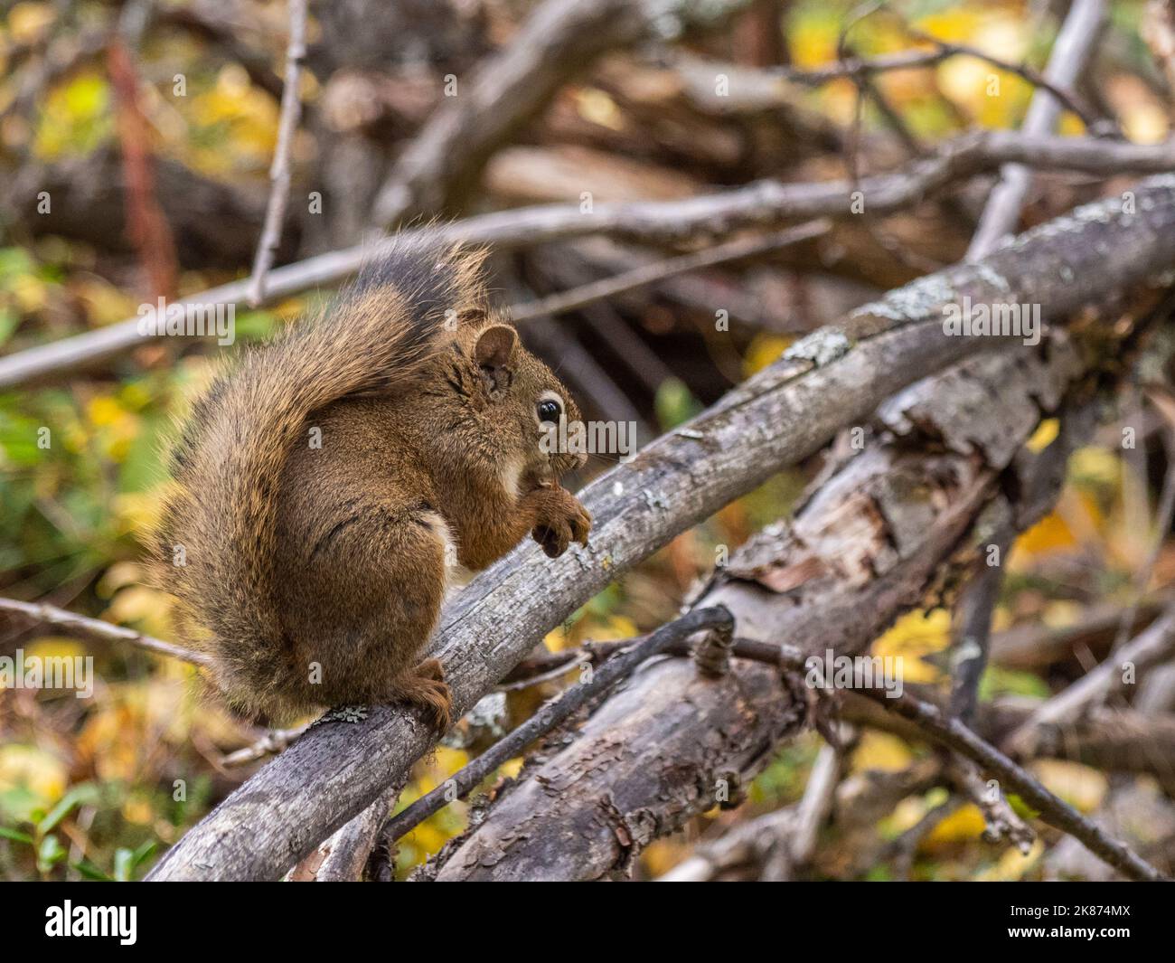 American red squirrel hi-res stock photography and images - Alamy