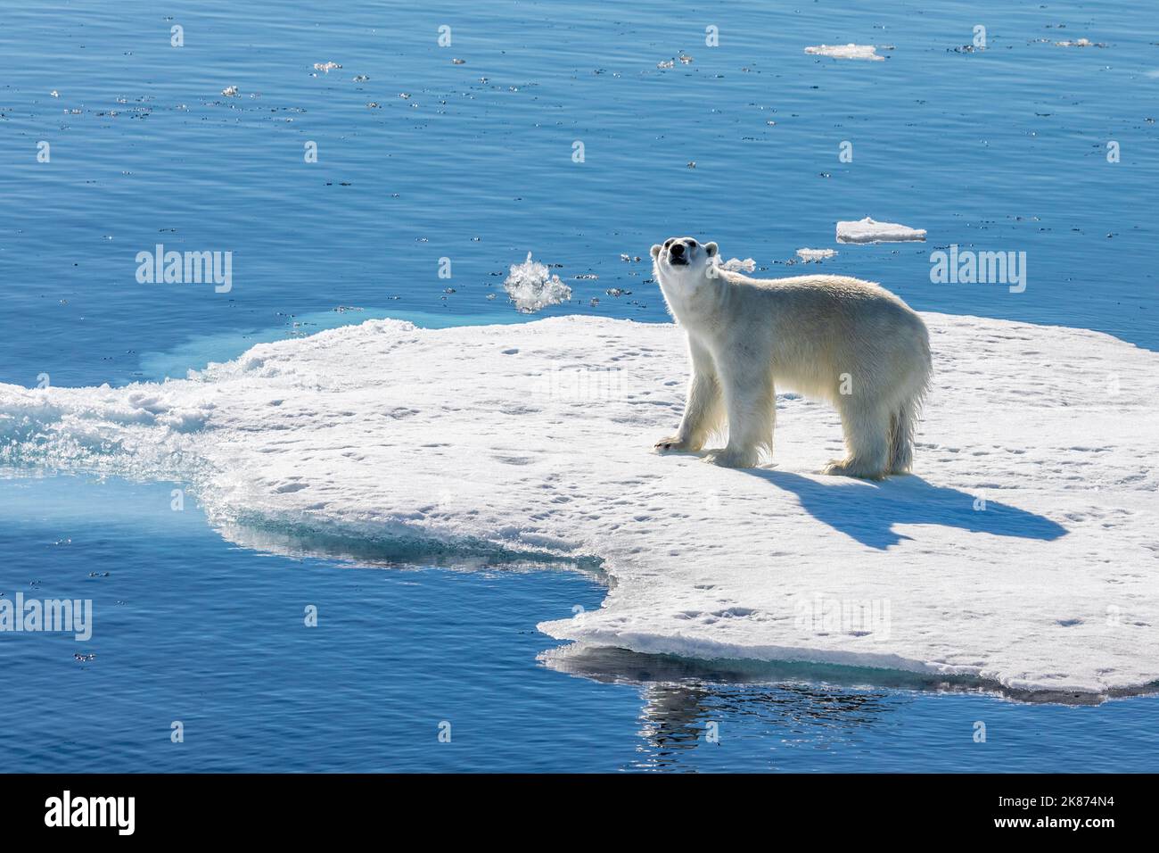 A young male polar bear (Ursus maritimus) on an ice floe in Baffin Bay, Nunavut, Canada, North ...