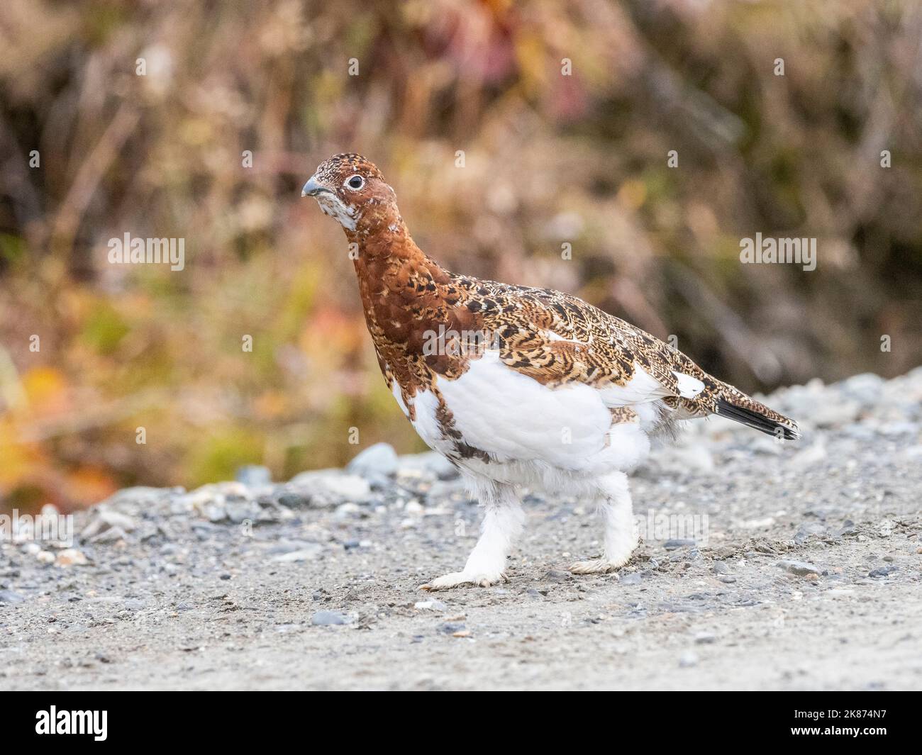 An adult female willow ptarmigan (Lagopus lagopus) in the shrubs in ...
