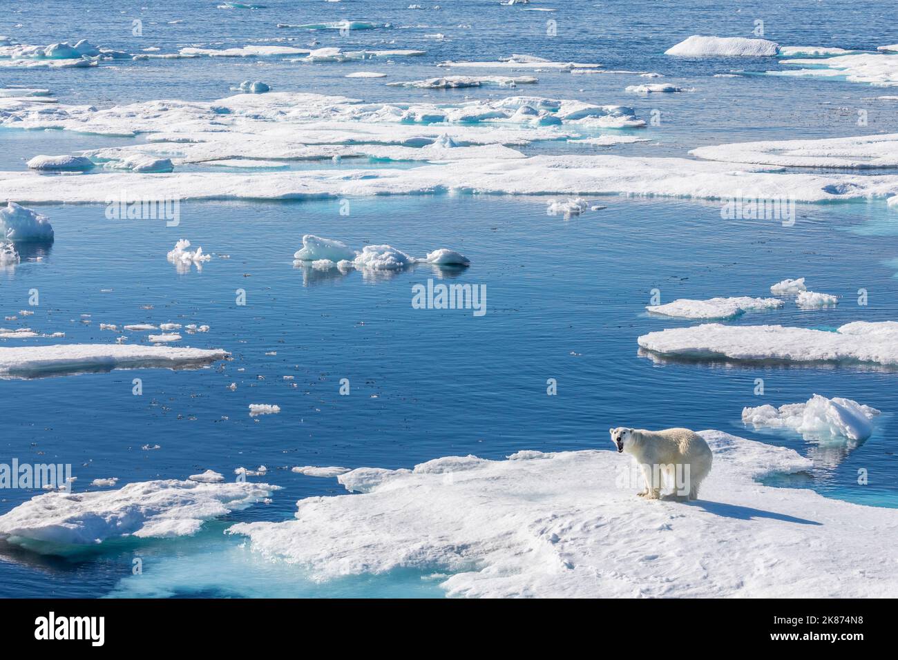 A young male polar bear (Ursus maritimus) on an ice floe in Baffin Bay, Nunavut, Canada, North ...