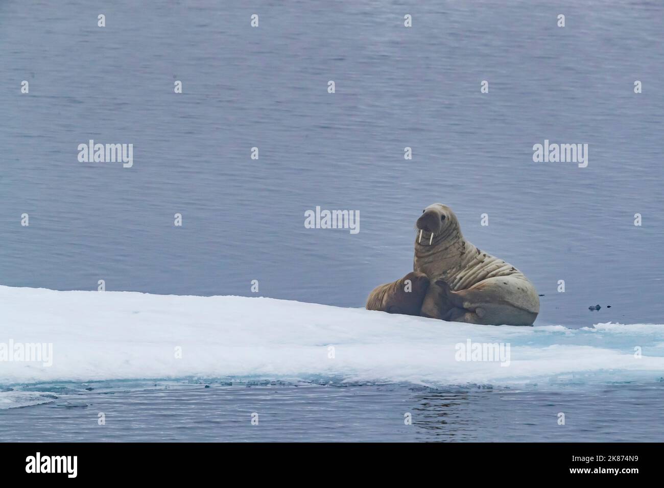 Atlantic walrus canada hi-res stock photography and images - Alamy