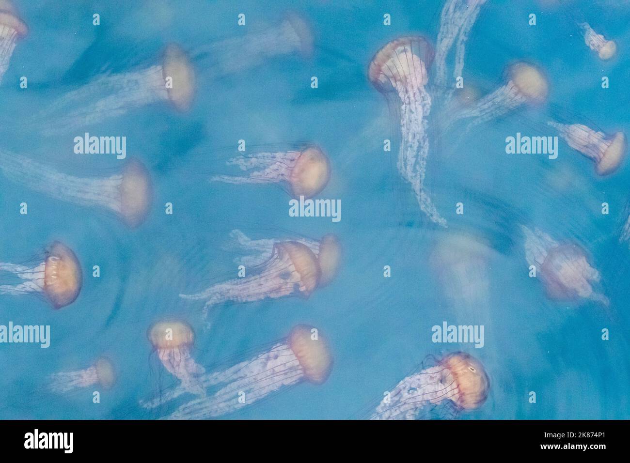 Planktonic scyphozoan jellyfish marine chrysaora hi-res stock ...