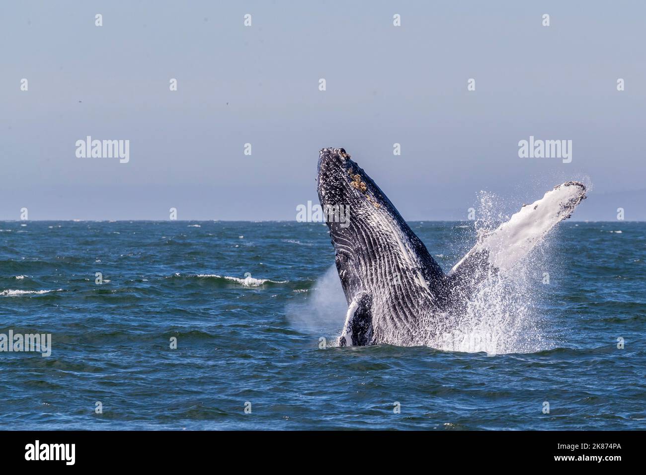 Adult humpback whale (Megaptera novaeangliae) breaching in Monterey Bay ...