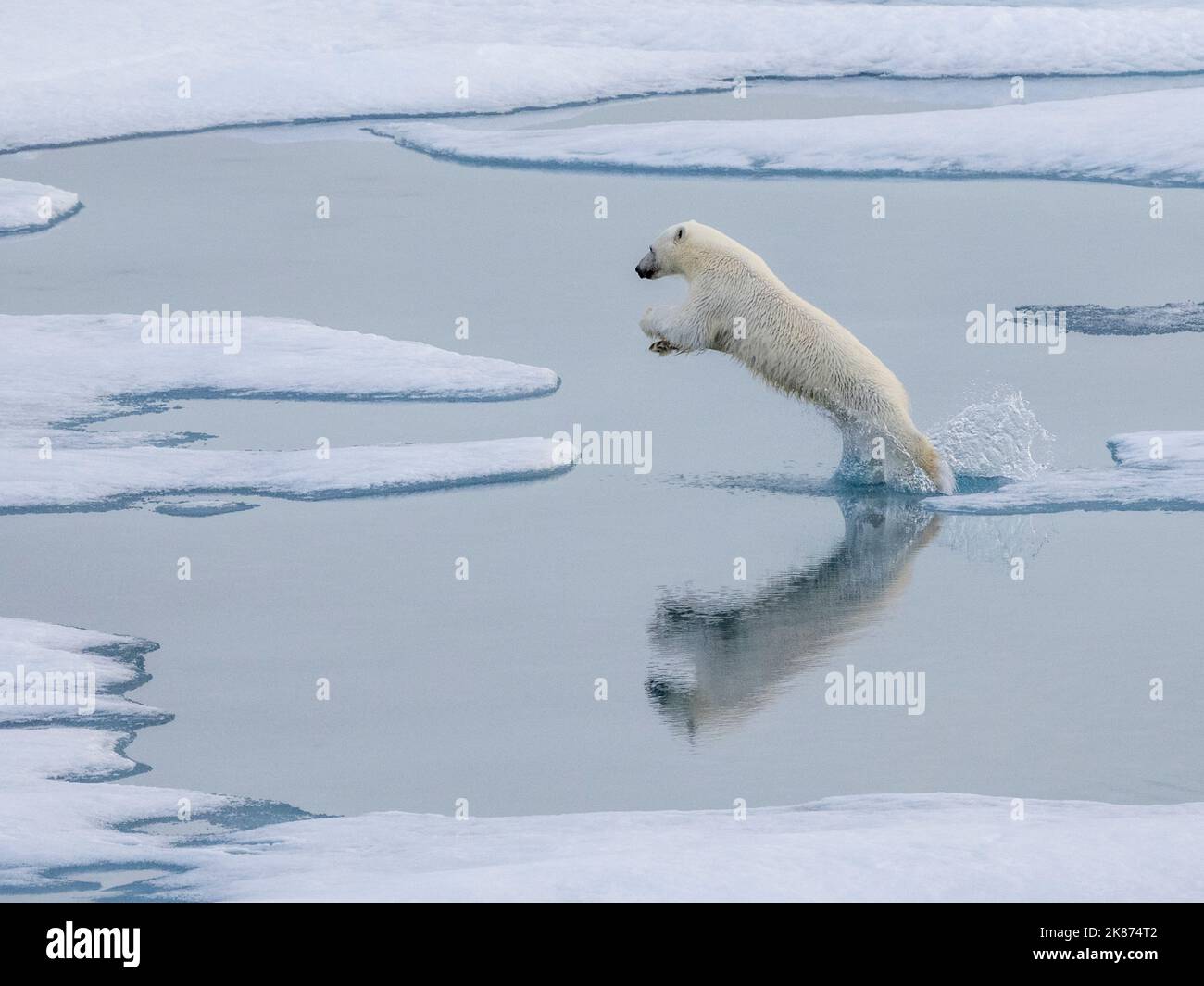 A curious young male polar bear (Ursus maritimus) leaping on the sea ...
