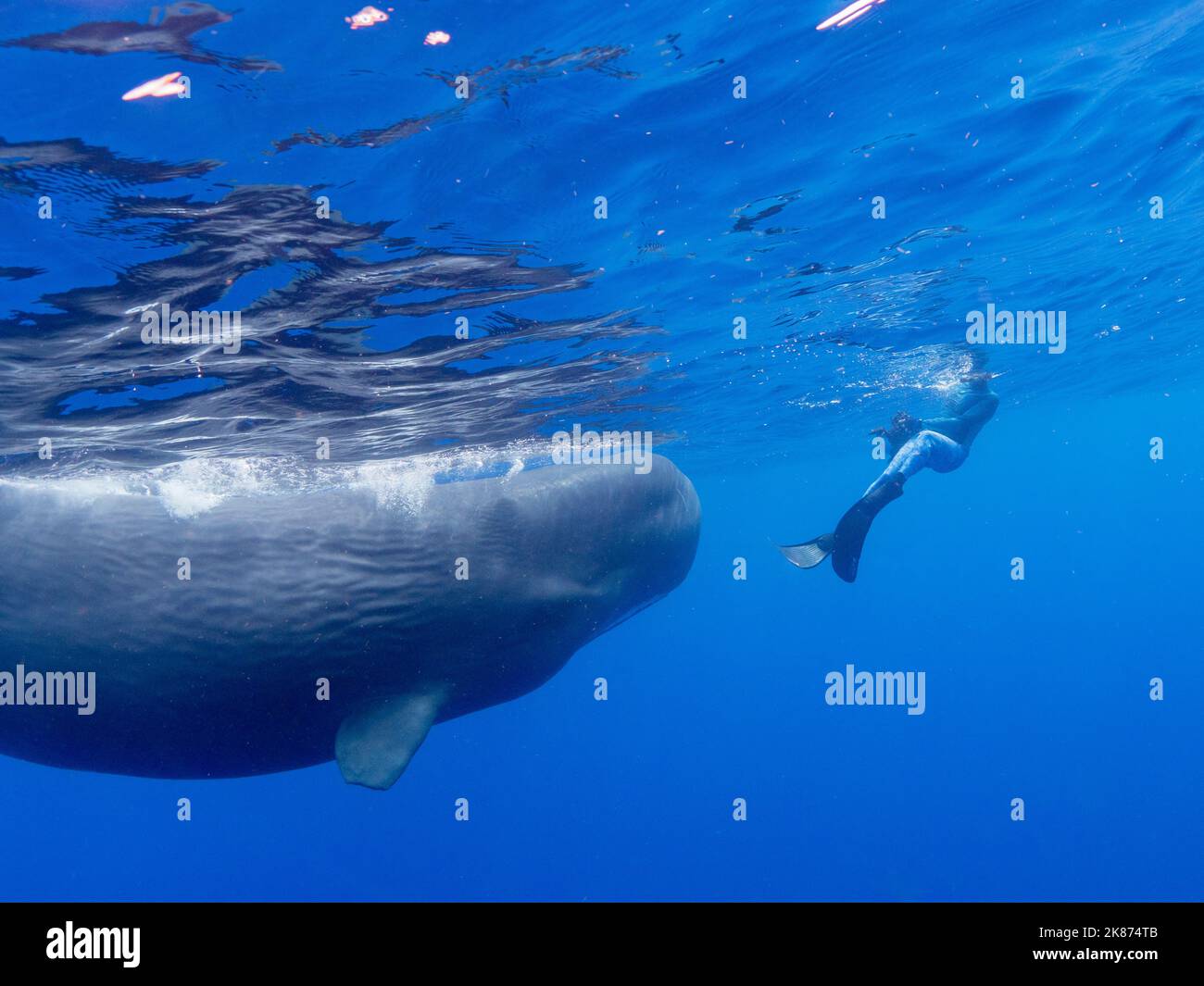 Sperm whales diver hi-res stock photography and images - Alamy