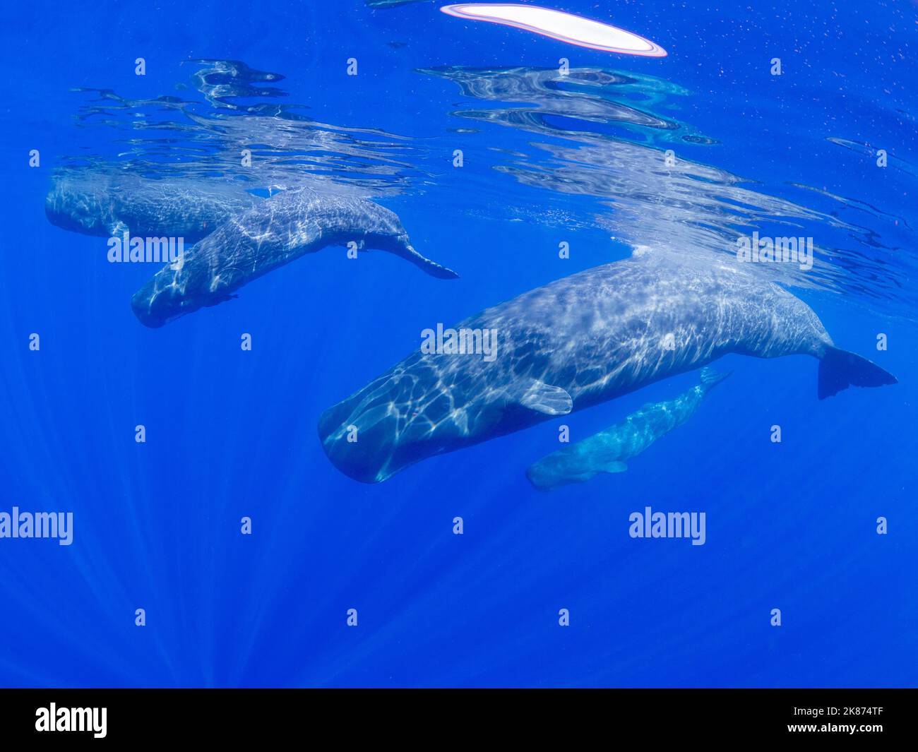 A small pod of sperm whales (Physeter macrocephalus) swimming underwater off the coast of Roseau ...