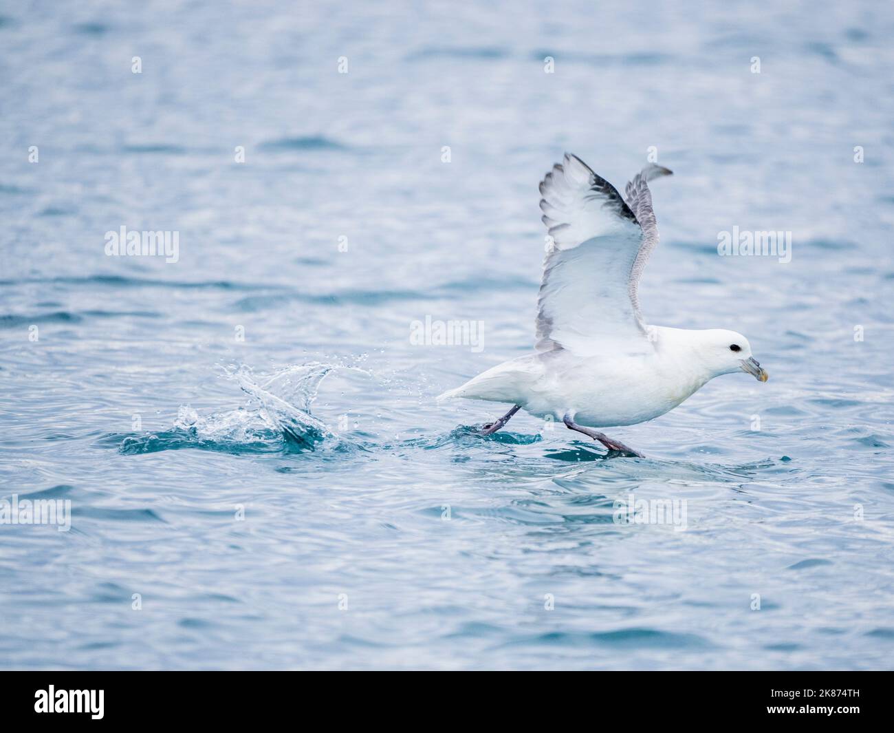 An adult northern fulmar (Fulmarus glacialis) taking flight amongst the icebergs in Ilulissat ...