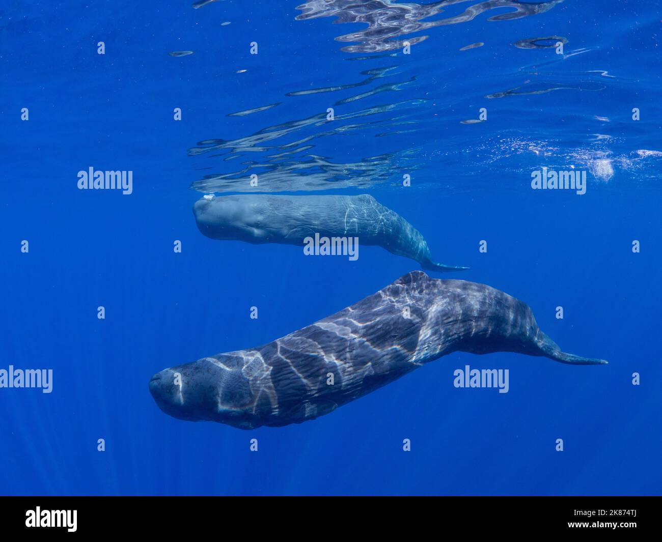 Sperm whale mother calf hi-res stock photography and images - Alamy