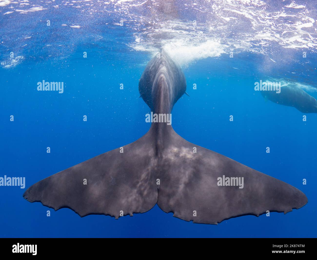 The flukes of an adult female sperm whale (Physeter macrocephalus ...