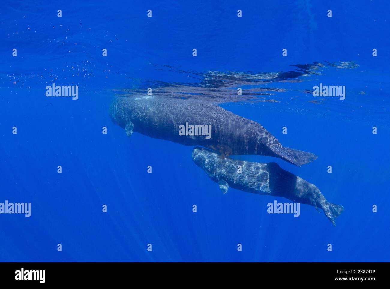 A mother and calf sperm whale (Physeter macrocephalus) swimming underwater off the coast of ...