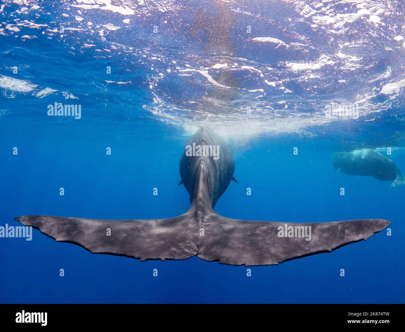 The flukes of an adult female sperm whale (Physeter macrocephalus) swimming underwater, Roseau ...