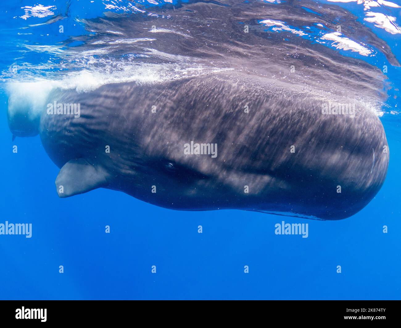 A mother and calf sperm whale (Physeter macrocephalus) swimming underwater off the coast of ...