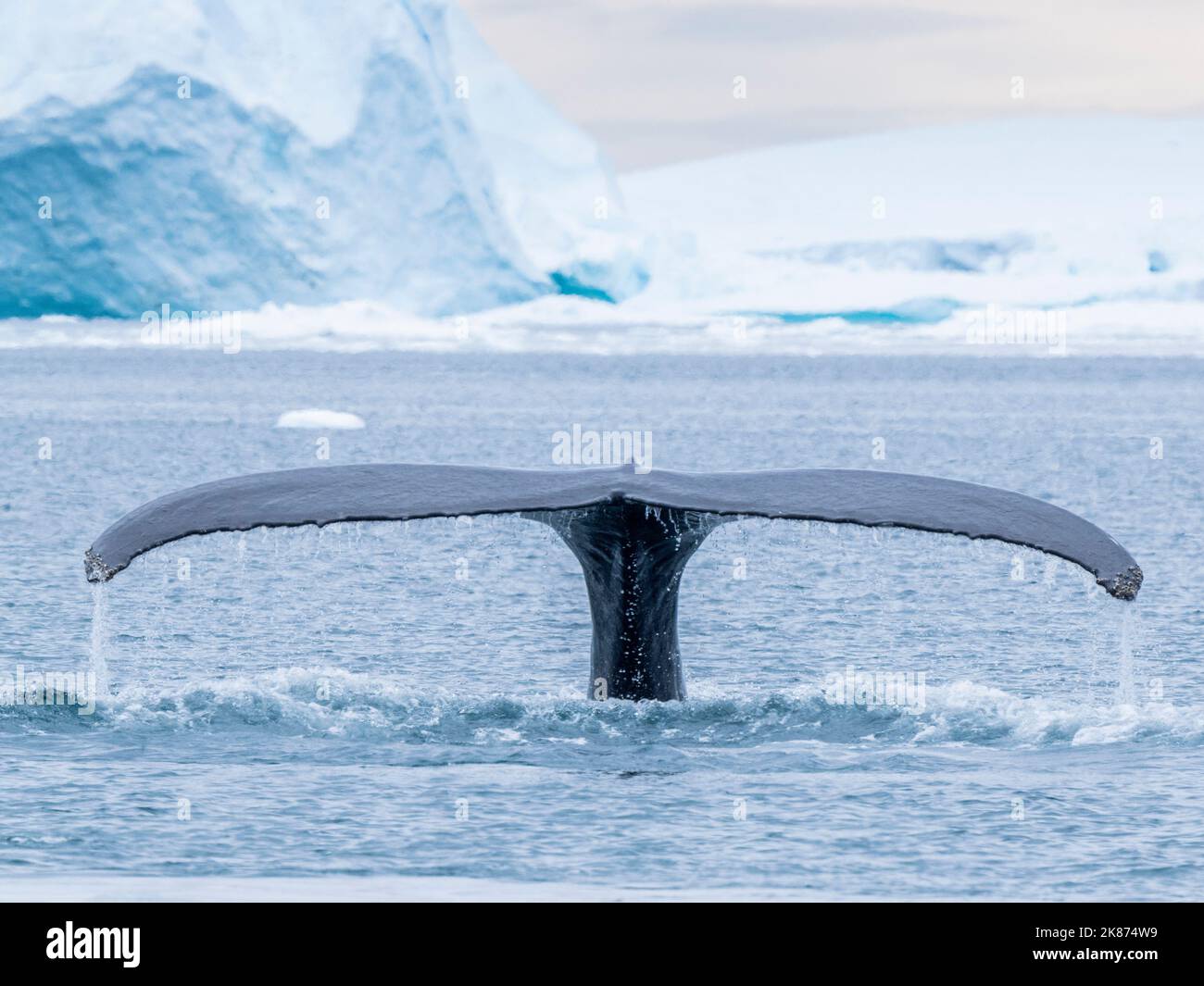 An adult humpback whale (Megaptera novaeangliae), flukes up dive ...