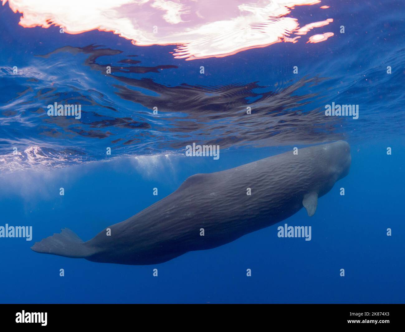A young sperm whale (Physeter macrocephalus) swimming underwater, just off the coast of Roseau ...