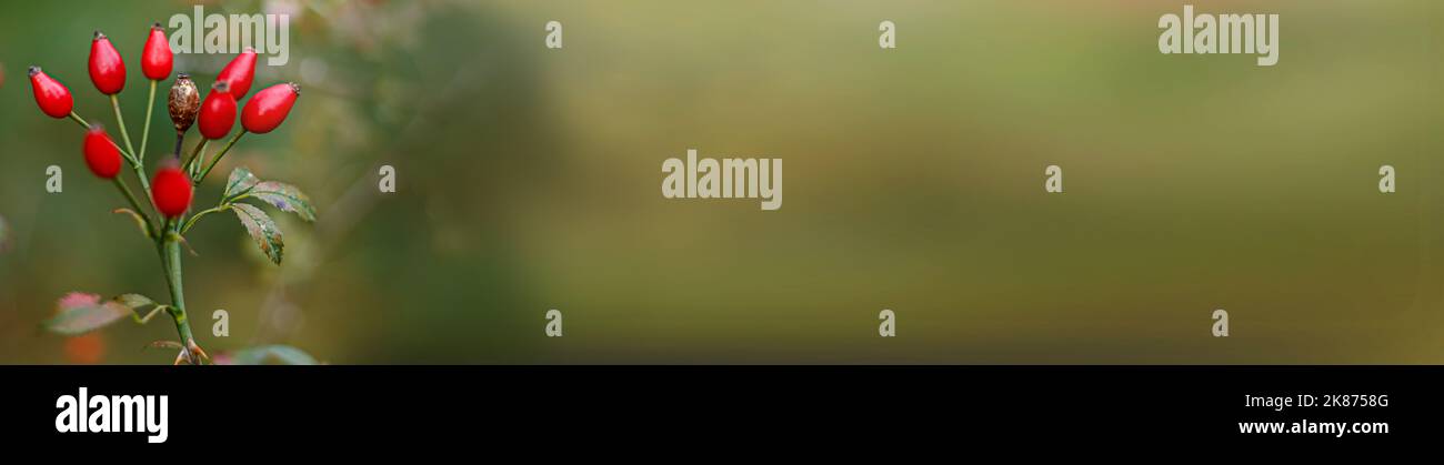 Large banner hi-res stock photography and images - Alamy