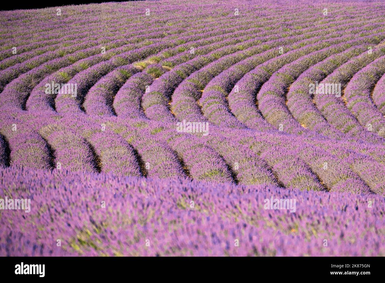 Lavender lines in a field, Plateau de Valensole, Provence, France ...