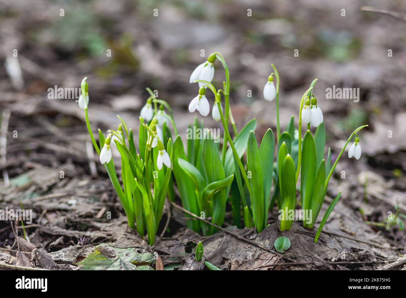 Snowdrops makes its way through snow and fallen leaves. First spring ...