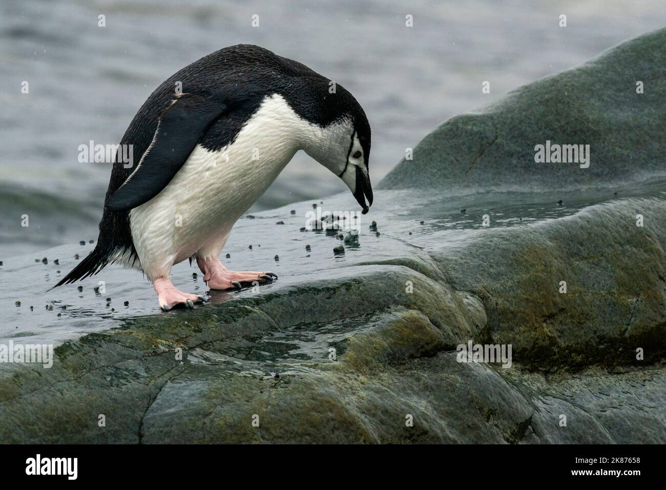 Chinstrap penguin (Pygoscelis antarcticus), Half Moon Island, South ...