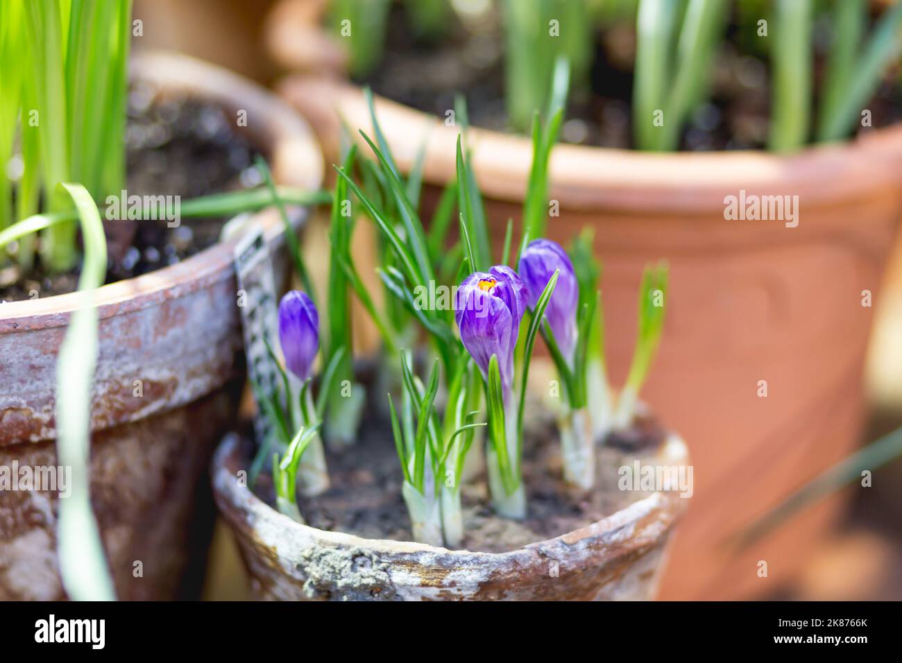 Crocus flowers makes the way through ground in flower pot. Growing ...