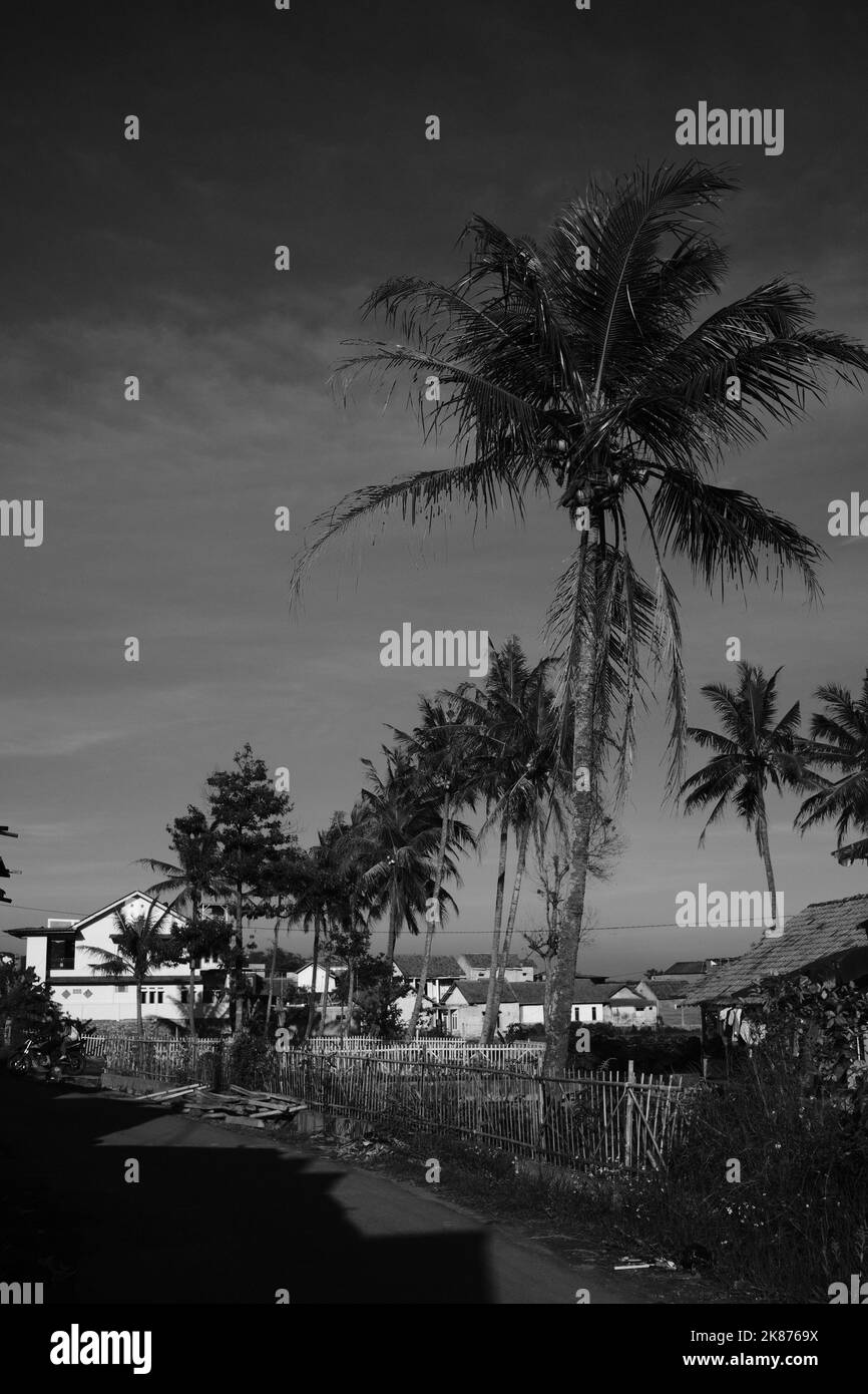 Monochrome photos, black and white photos of beautiful coconut trees in ...