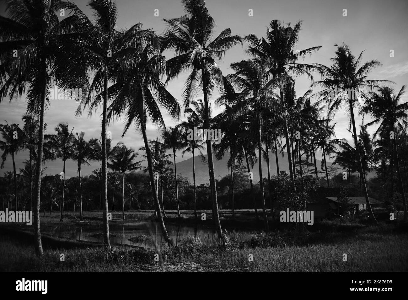 Tropical rainforest photos hi-res stock photography and images - Alamy