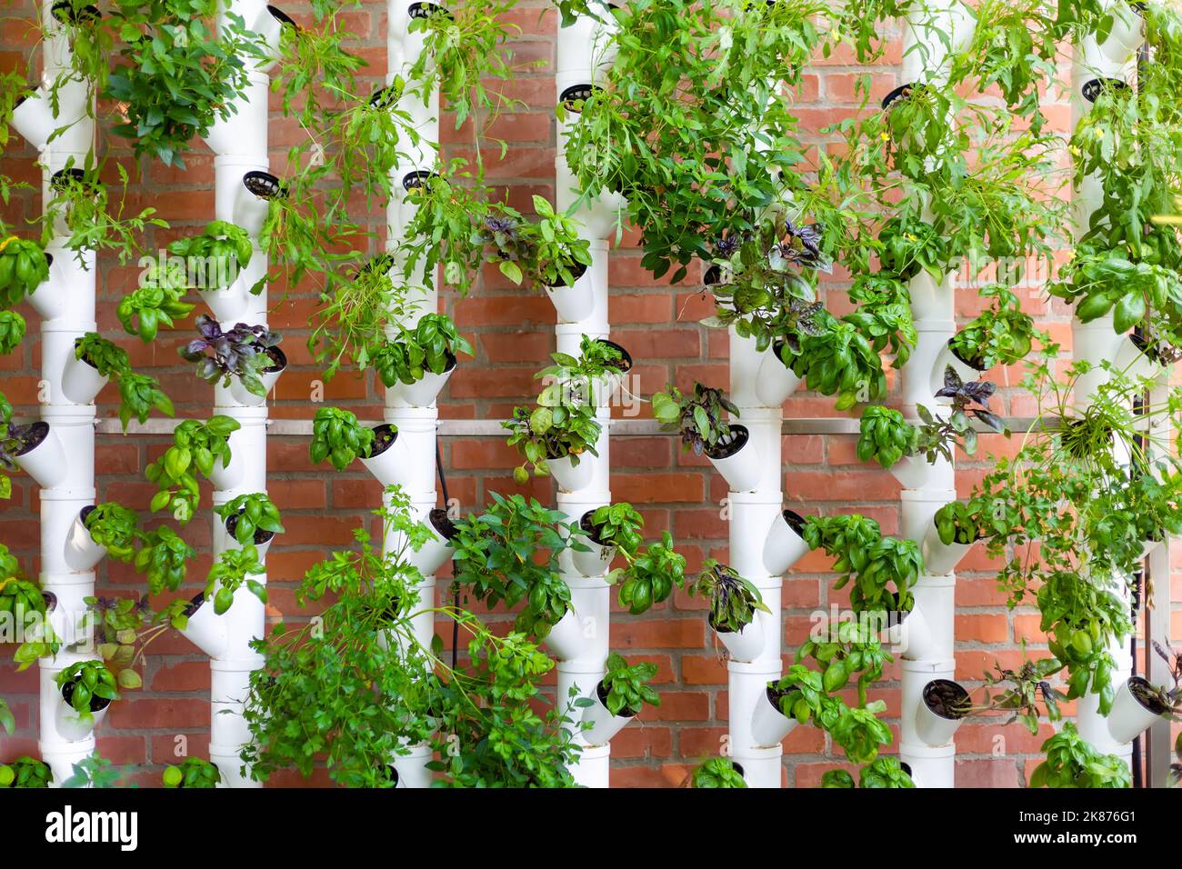 Vertical hydroponic system with aromatic herbs, basil, prezemulus ...