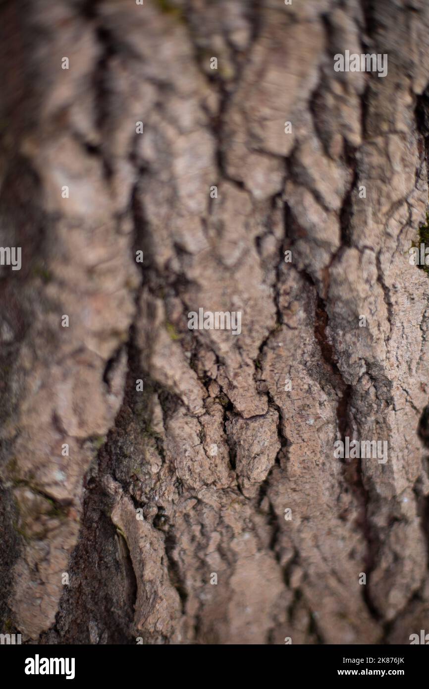 Tree bark macro. Shooting wood in detail. Natural background. Texture ...