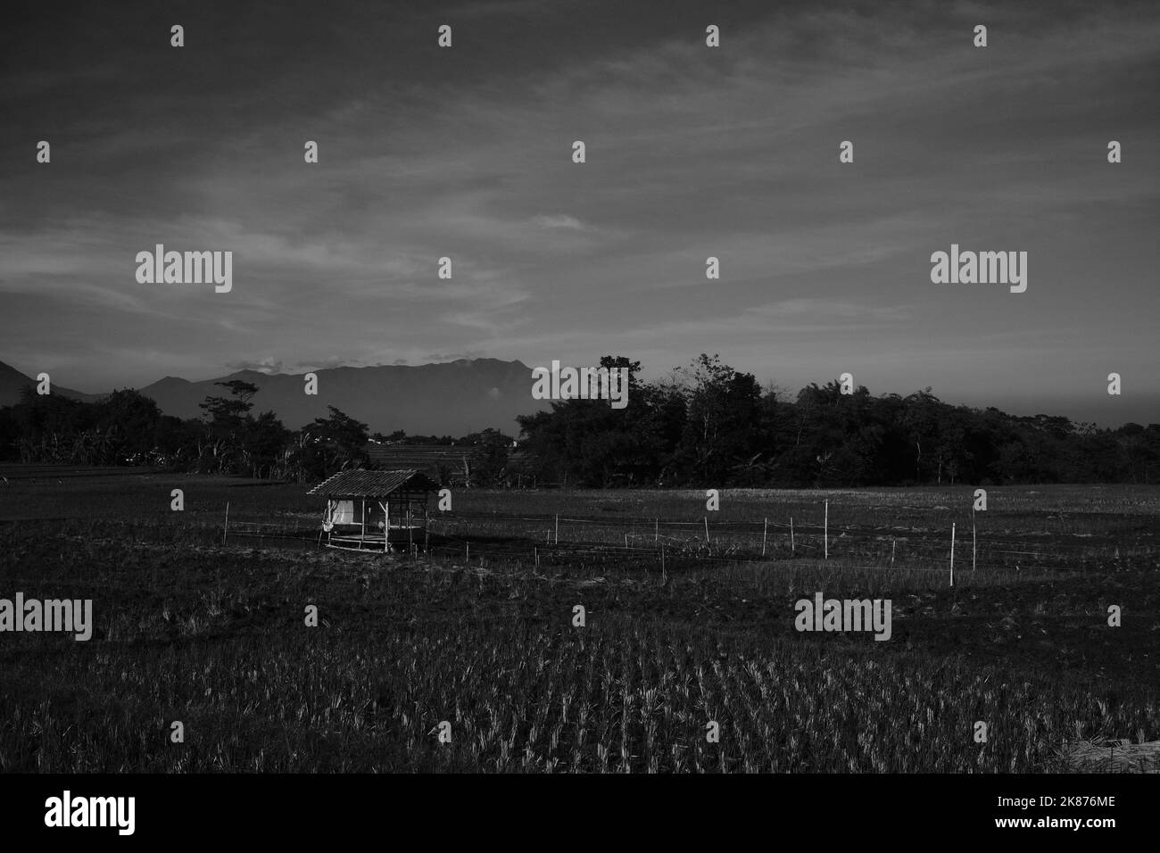 Monochrome photos, black and white photos of the beauty of rice fields ...