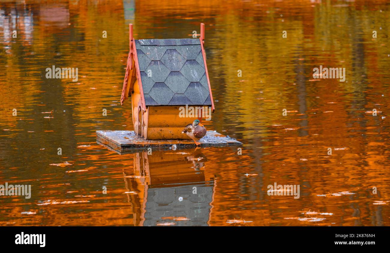 Floating birdhouse for ducks on the surface of a city pond in an autumn ...