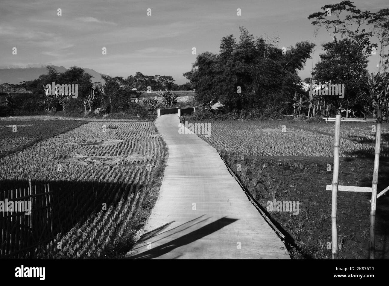 Monochrome photos, black and white photos of the beauty of rice fields ...