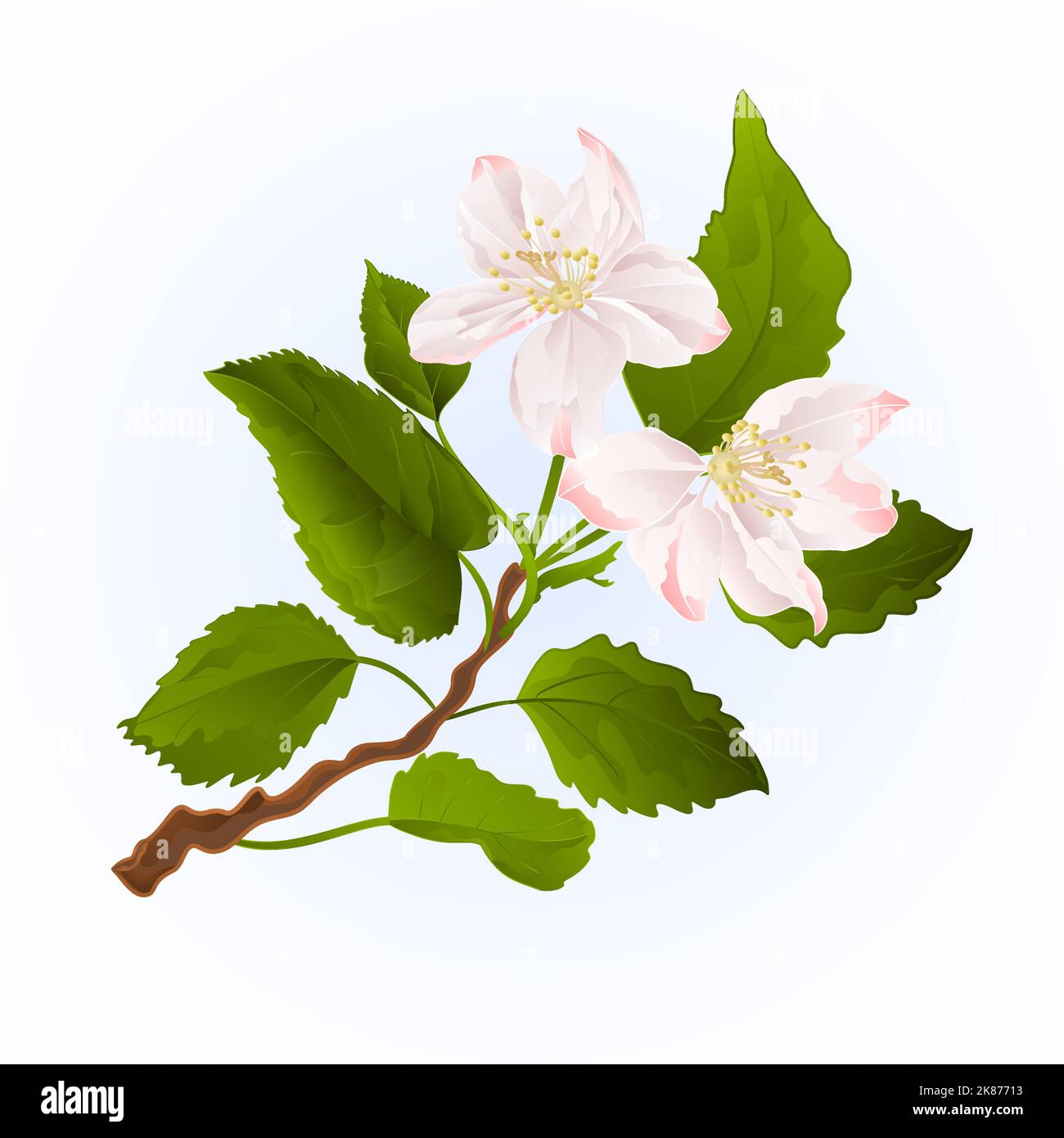 Flowers branch of apple tree spring background vintage vector ...