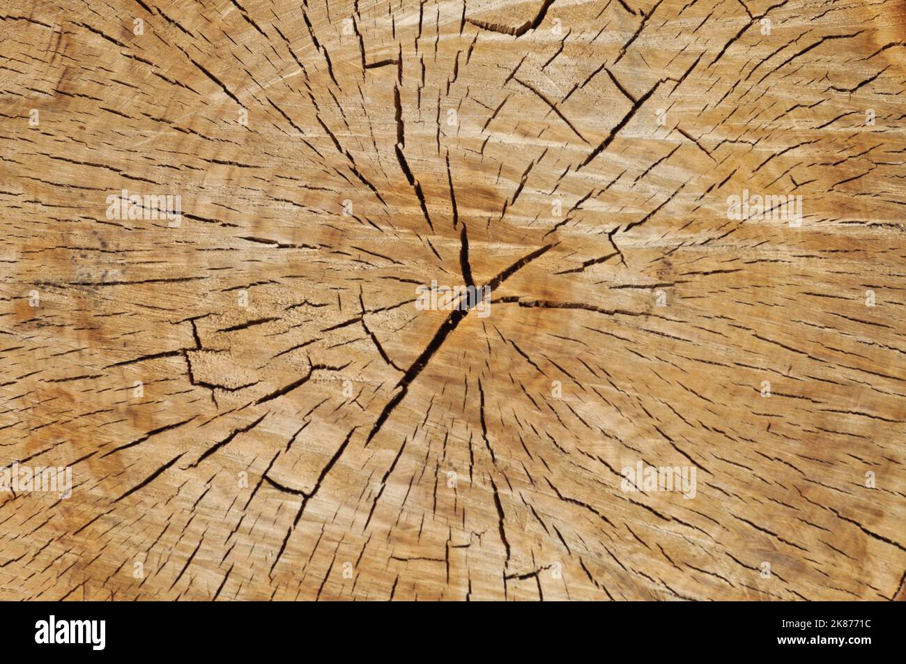 Cutted tree trunk wood texture ( natural background Stock Photo - Alamy