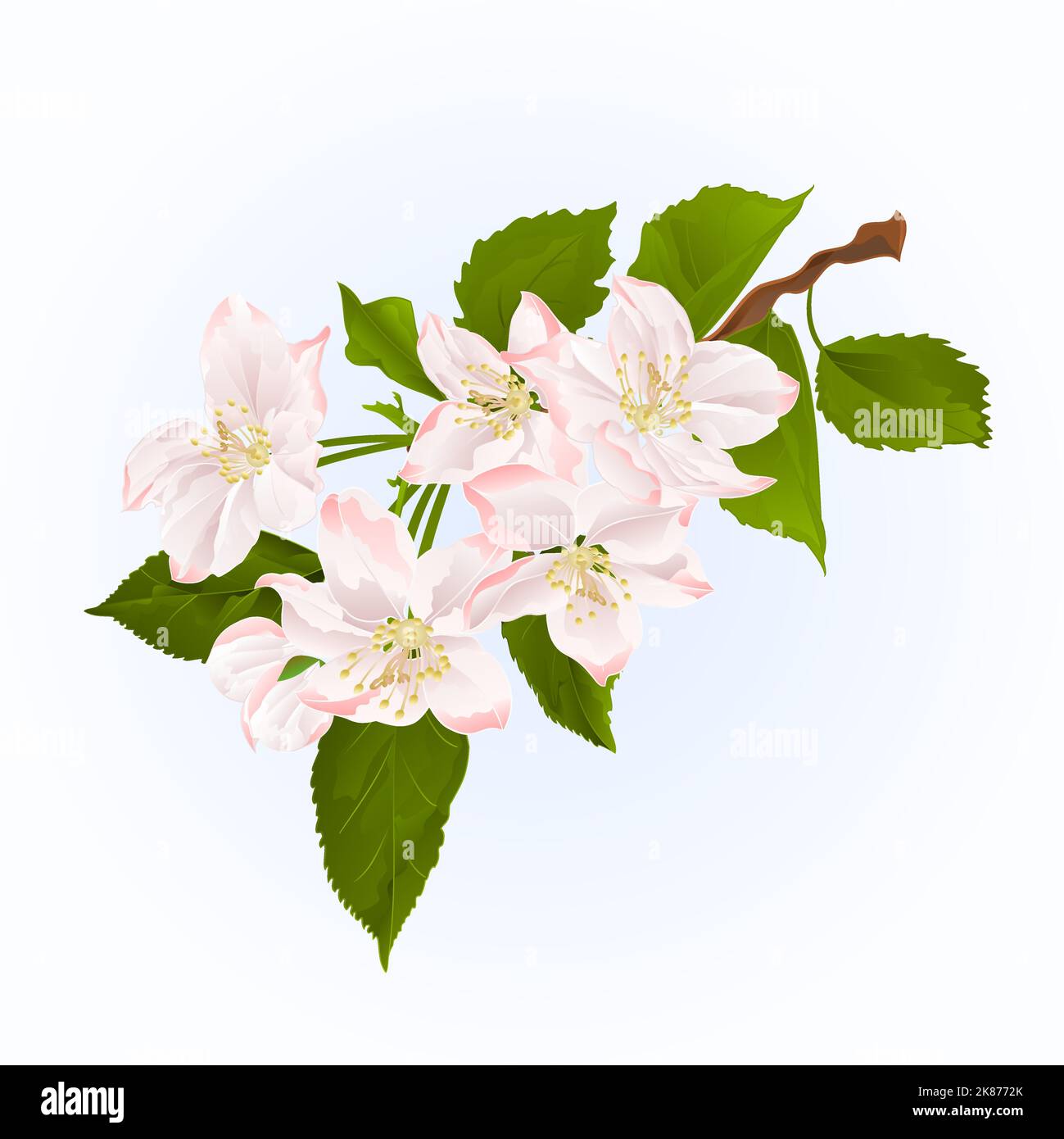 Branch of apple tree with flowers spring background vintage vector ...