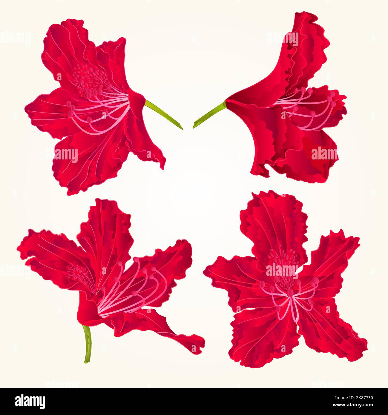 Blossoms red rhododendrons red set two mountain shrub vintage vector ... Blossoms red rhododendrons red set two mountain shrub vintage vector ...