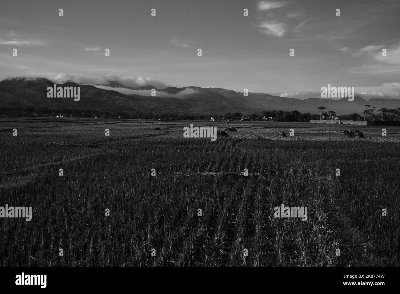 Monochrome photos, black and white photos of the beauty of rice fields ...