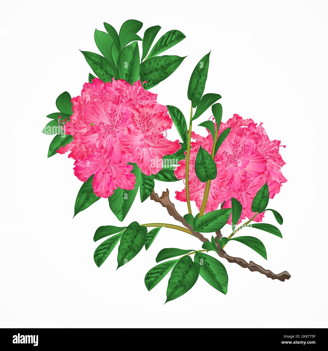 Flowers pink rhododendrons twig vintage vector Stock Vector Image & Art ...
