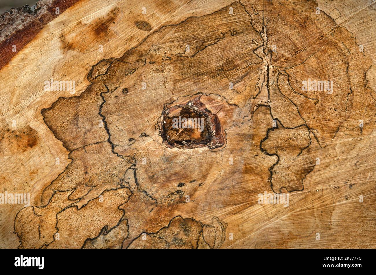 Trunk tree texture hi-res stock photography and images - Alamy