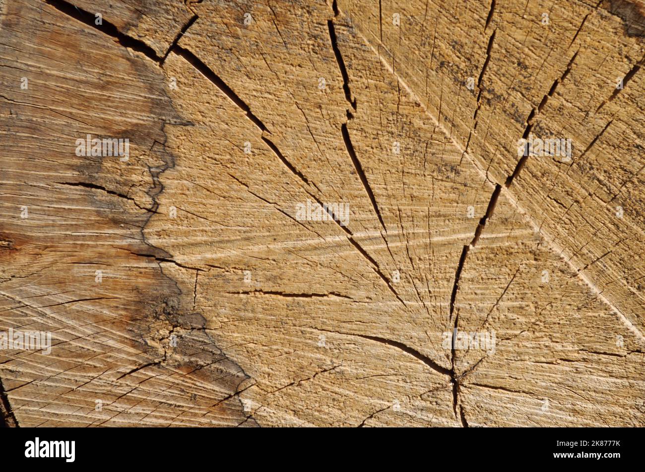 Wood texture cutted tree hi-res stock photography and images - Alamy